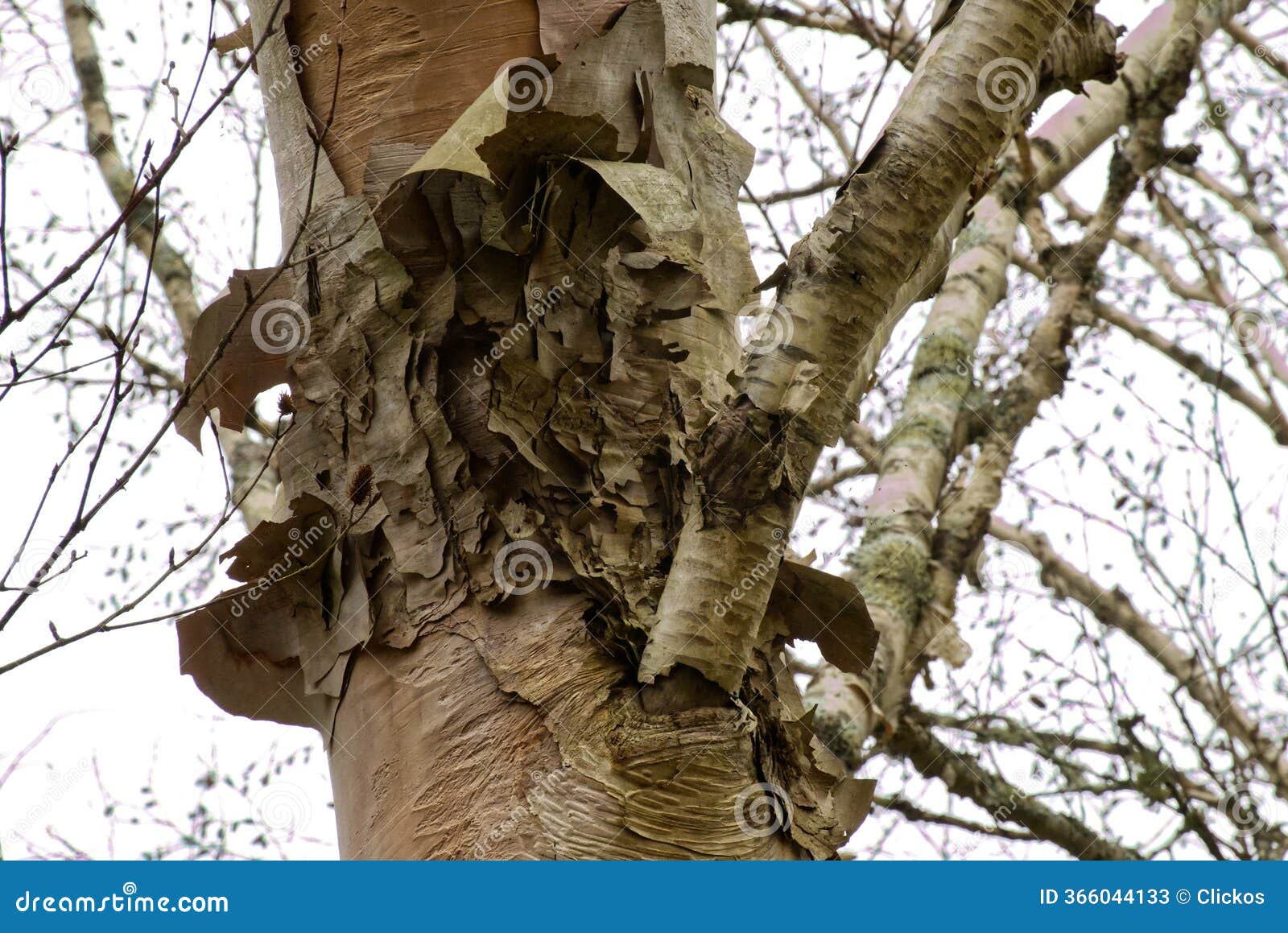 Dead Silver Pomfrets Royalty-Free Stock Photo | CartoonDealer.com ...