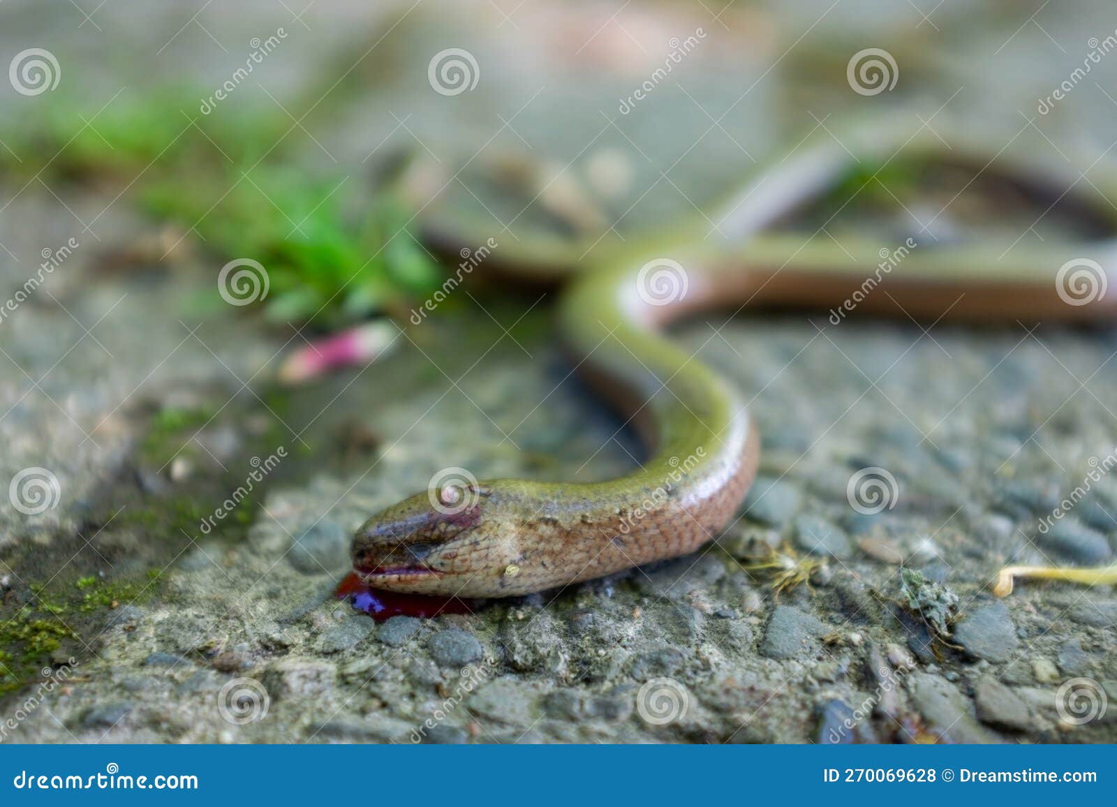 Dead slowworm stock photo. Image of wildlife, green - 270069628