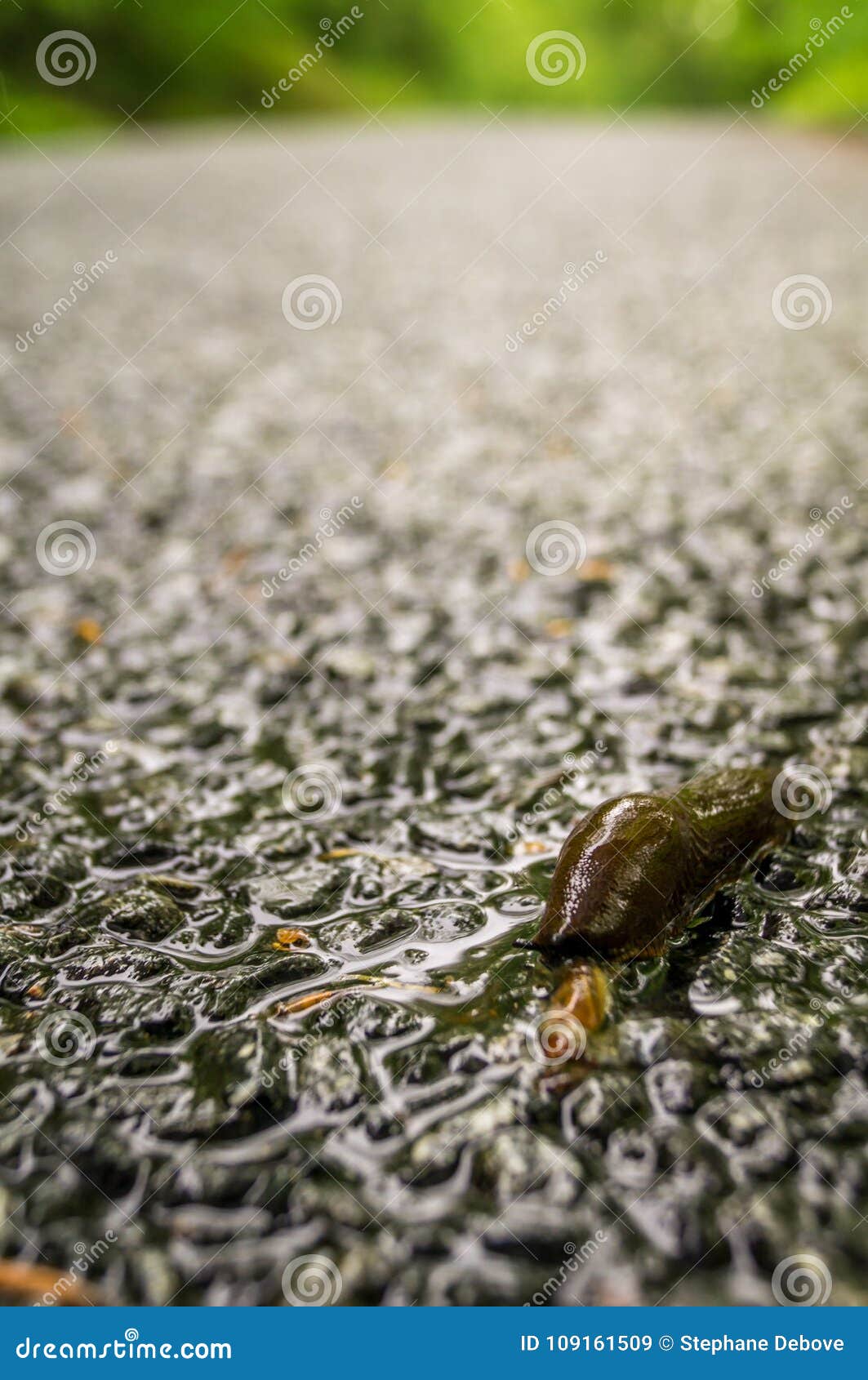 Dead Slug On The Road Royalty-Free Stock Photography | CartoonDealer ...