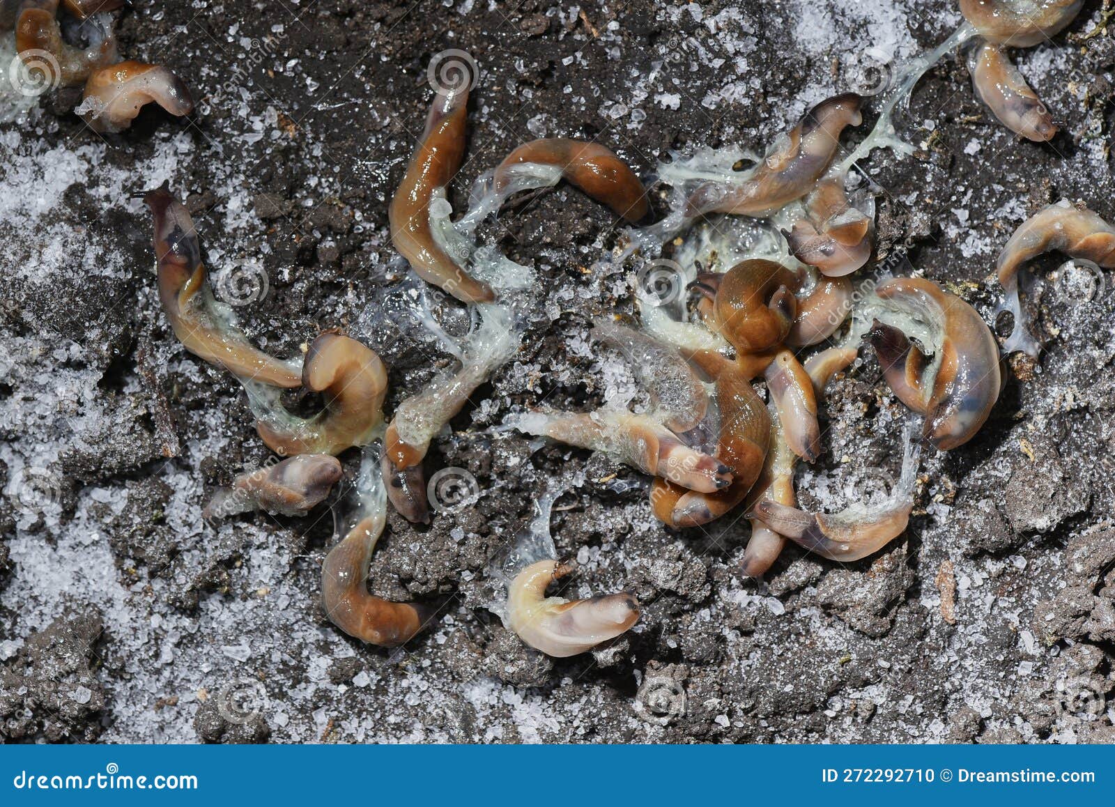 Dead Slugs Poisoned by Salt Stock Photo - Image of land, dead: 272292710