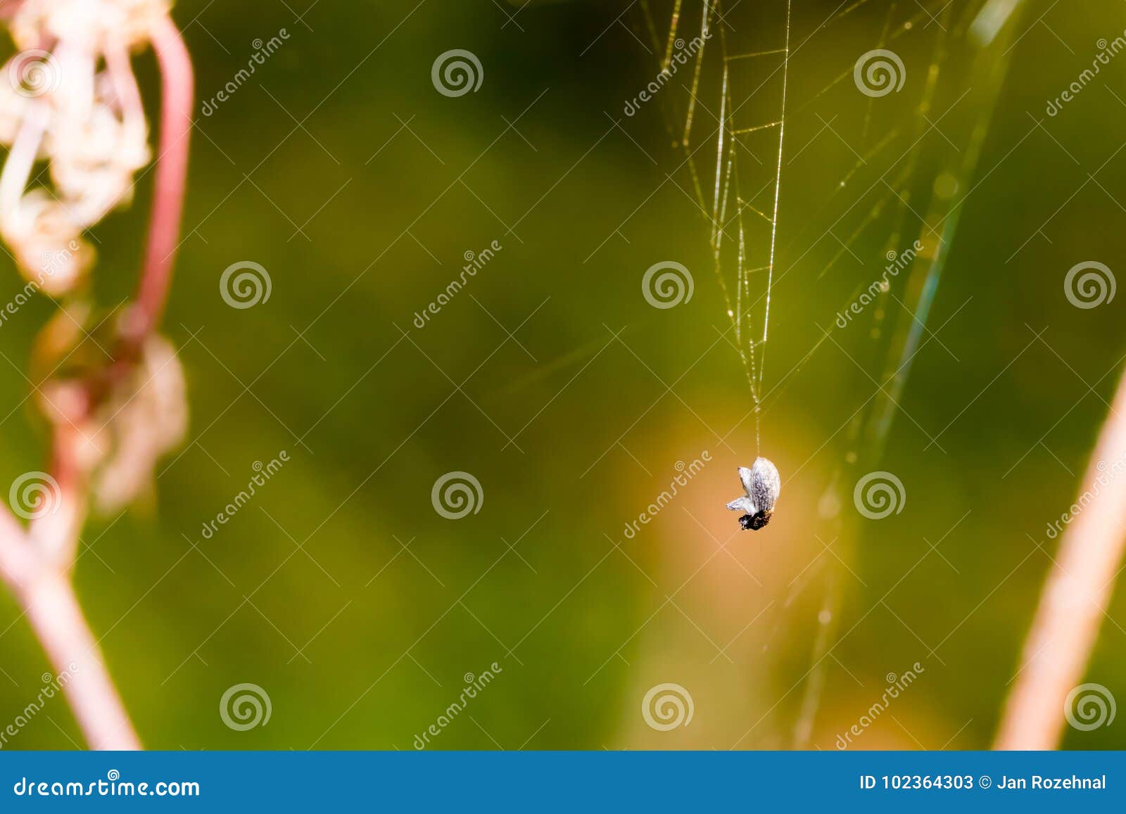 Dead Small Bug Caught in Spider Web. Macro Photography, Close-up Stock ...
