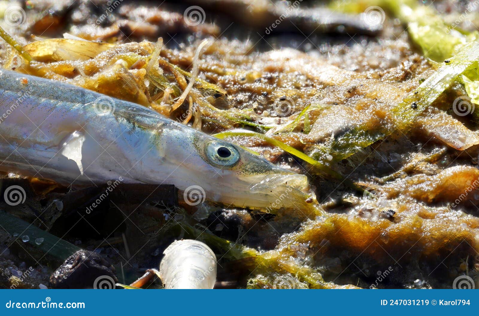 Dead small fish stock image. Image of feeding, issue - 247031219