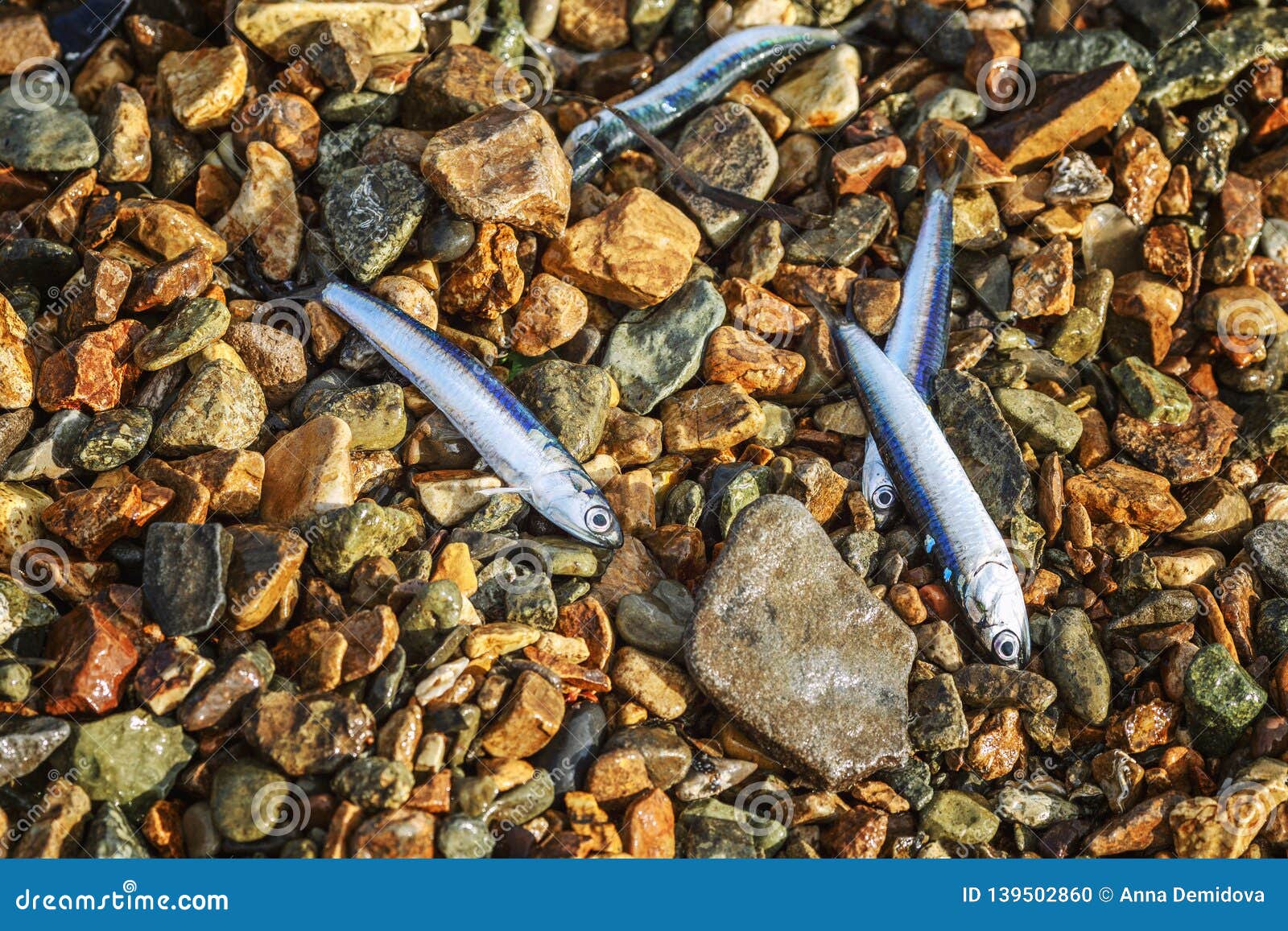 Dead Small Fish on the Rocky Shore Stock Photo - Image of food, animal ...