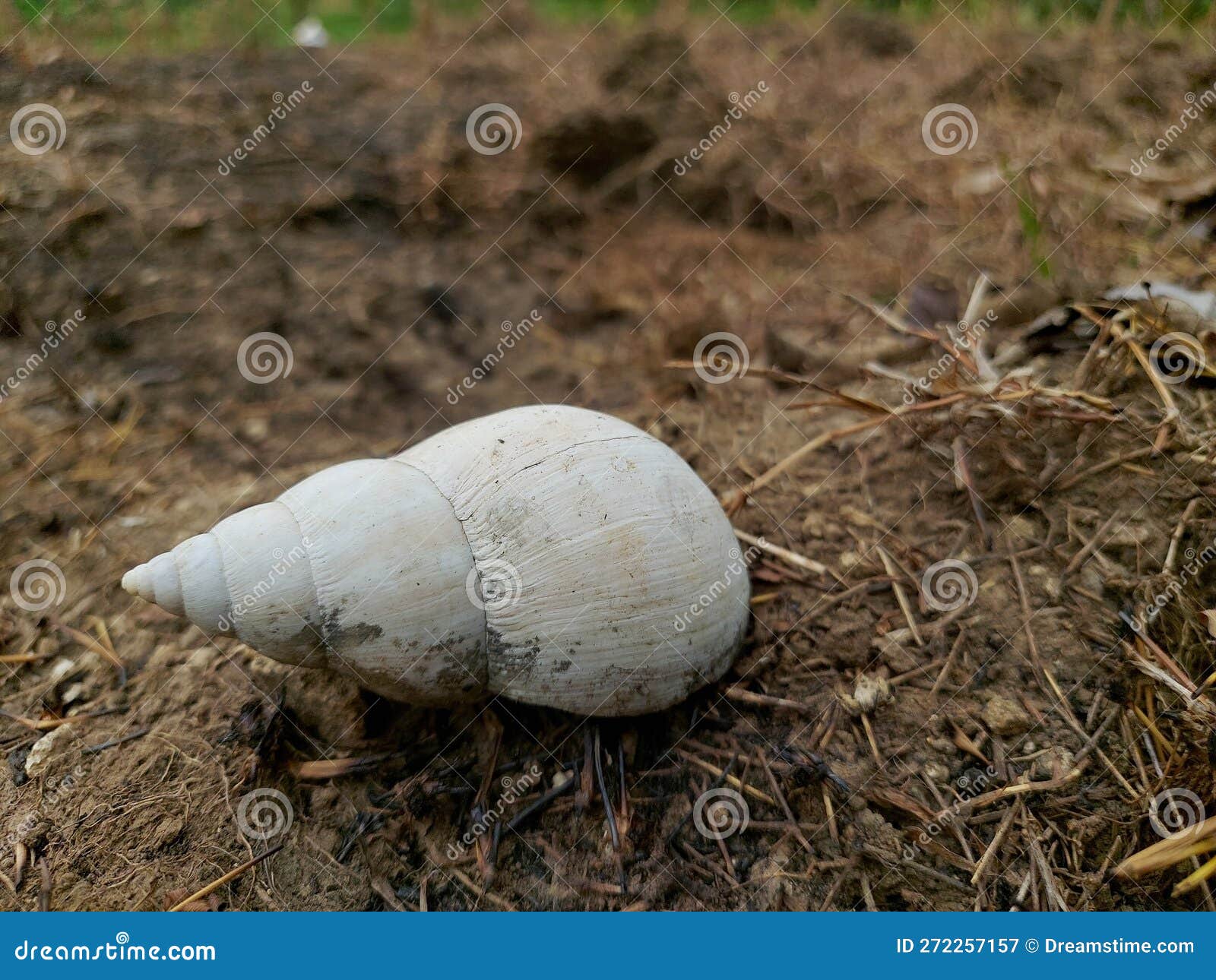 Dead snail animal skeleton stock image. Image of grass - 272257157