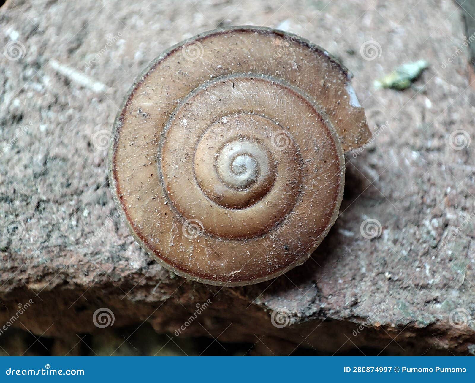 Dead Snail Shell on the Ground Stock Image - Image of shell, dead ...