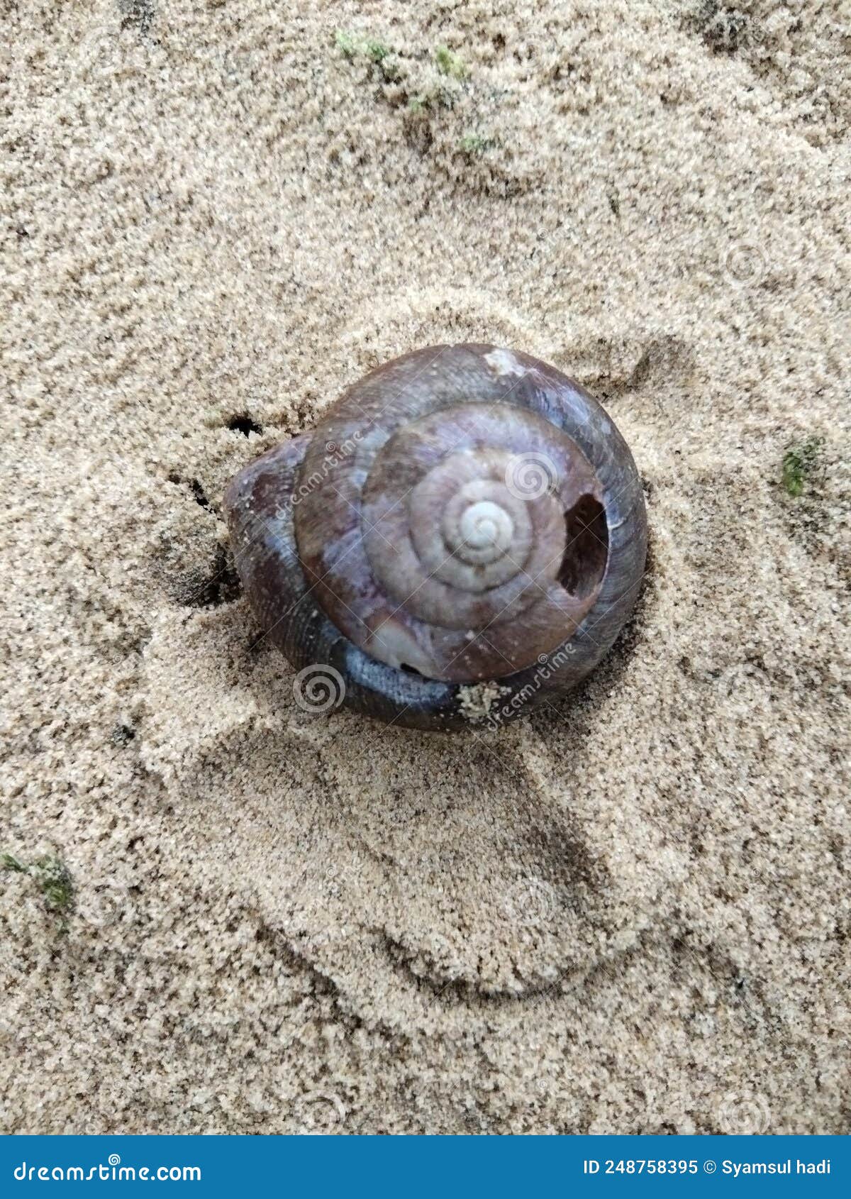 Dead Snail Shells are on Sandy Ground Stock Image - Image of animal ...