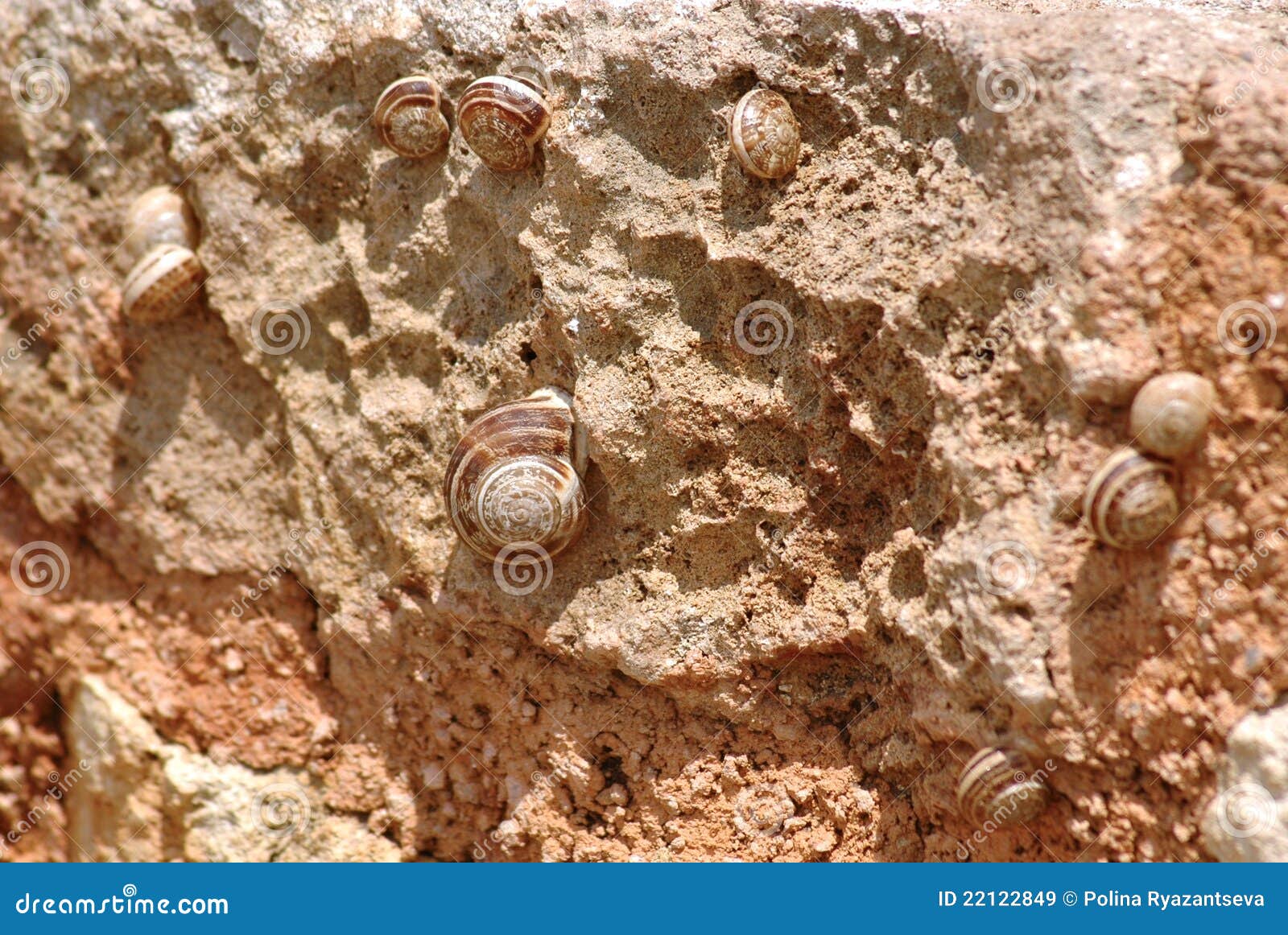Dead snails stock image. Image of gasteropod, cracked - 22122849