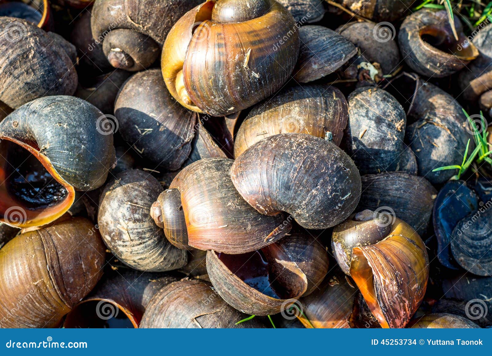 Dead snails stock photo. Image of green, helix, applesnail - 45253734