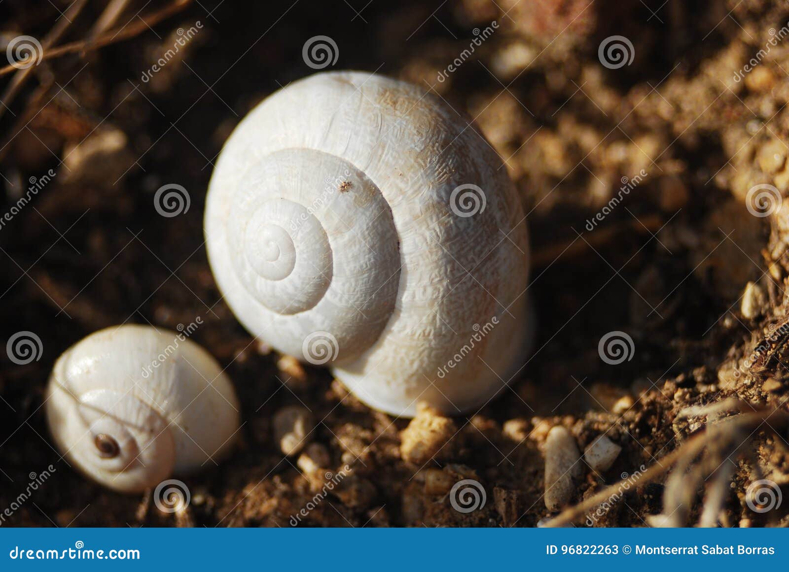 Dead snails stock image. Image of small, thistle, nature - 96822263