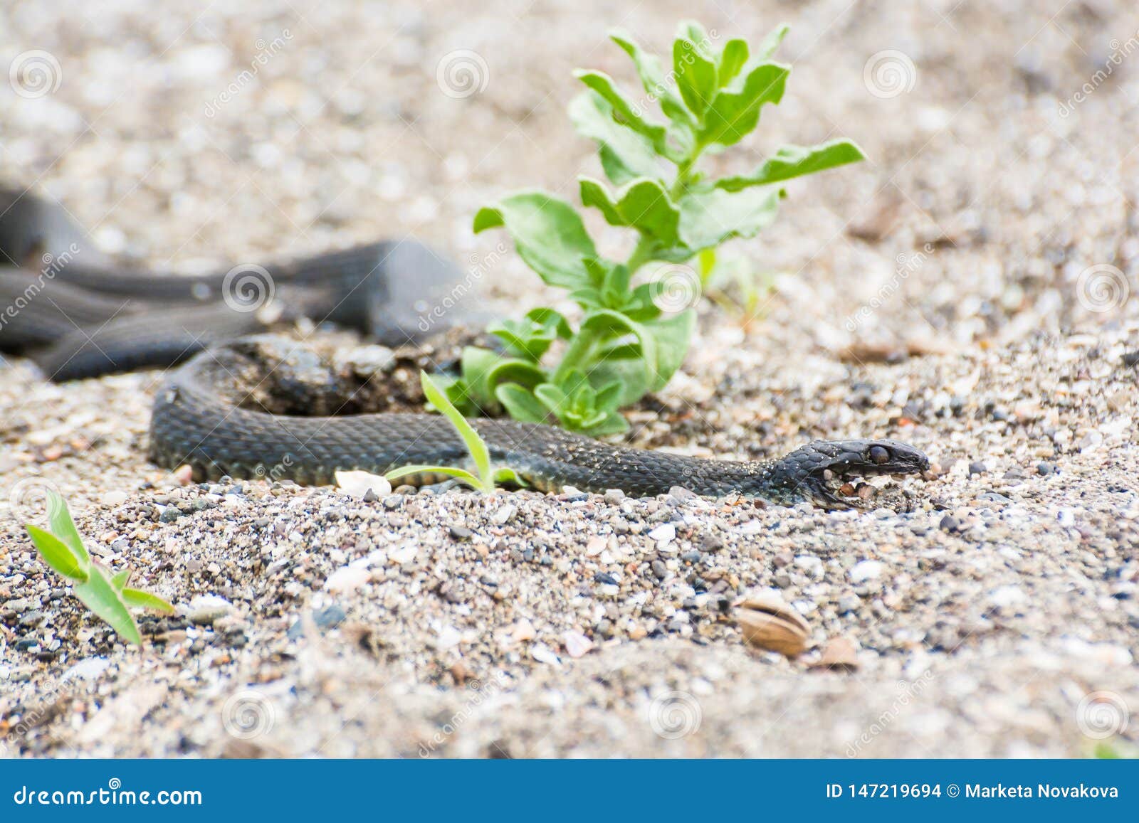 Dead Snake Royalty-Free Stock Image | CartoonDealer.com #160410580