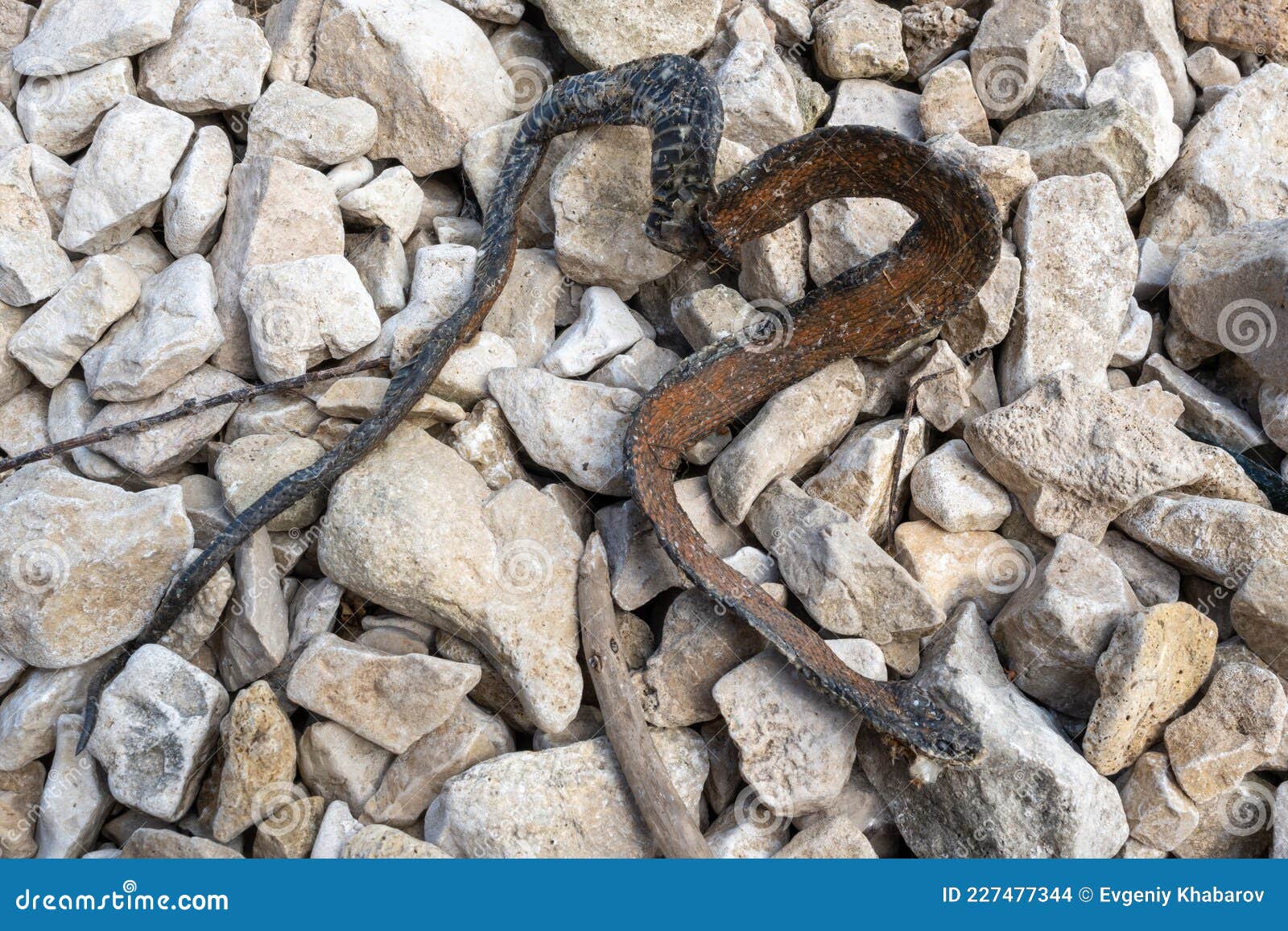 Dead Snake In The Woods Dead Animal In The Nature Close Of The Snake ...