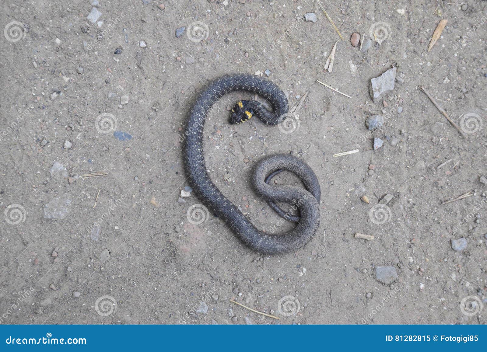 The Dead Snake. the Dead, Crushed by the Machine Grass Snake Stock ...