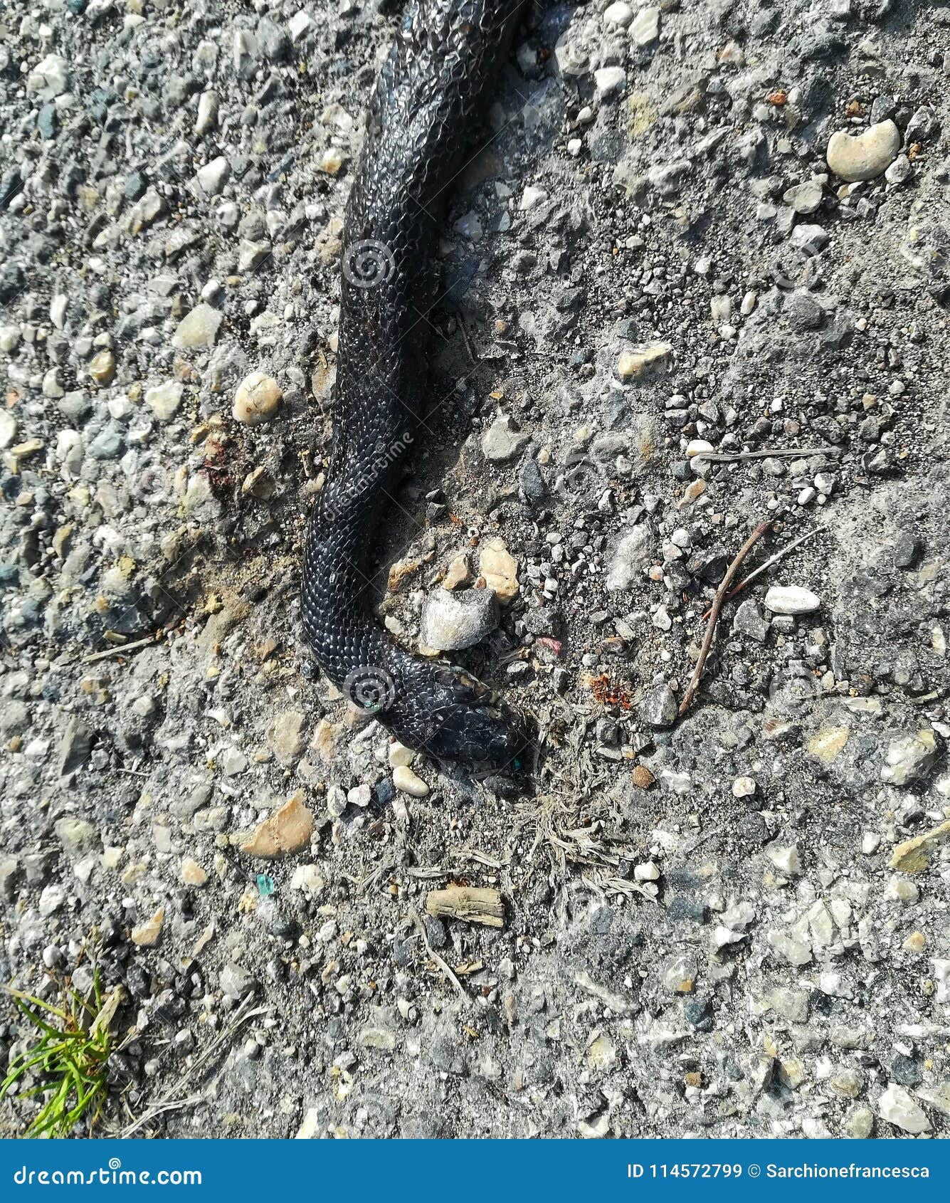 Dead snake on the asphalt stock image. Image of creepyanimal - 114572799