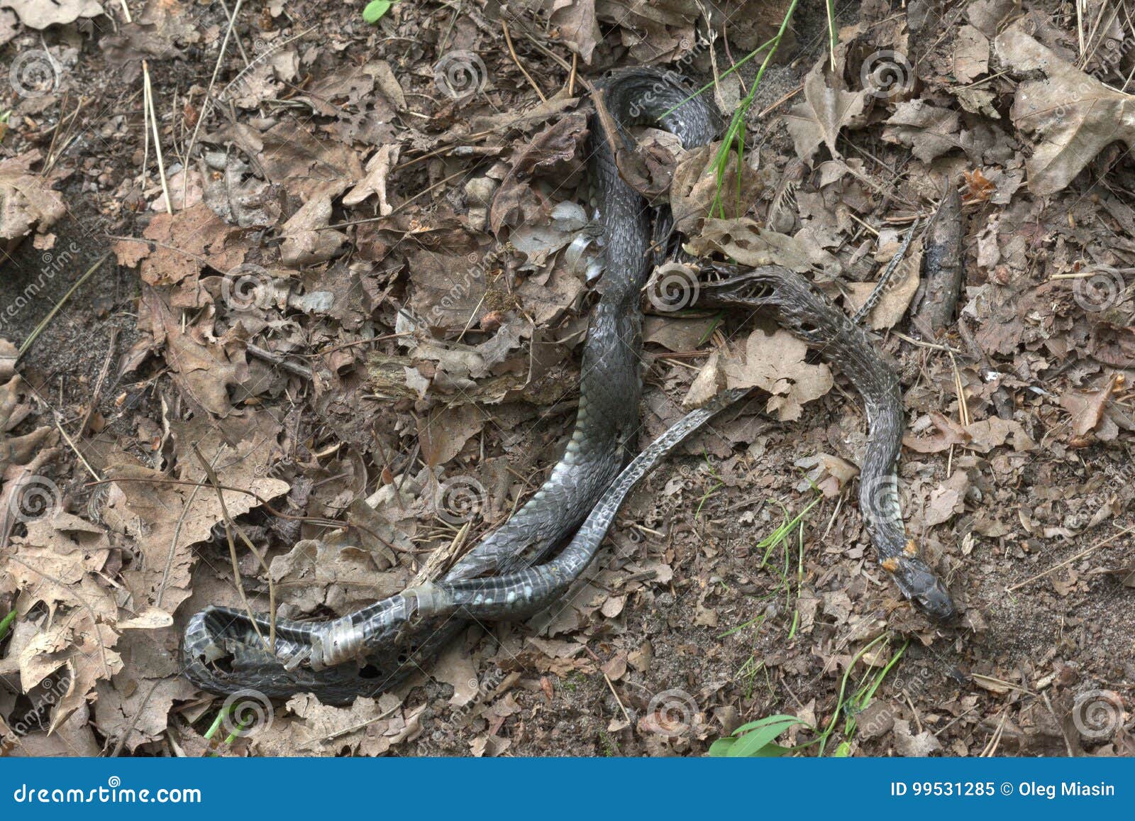 A Dead Snake among the Fallen Leaves Stock Image - Image of science ...