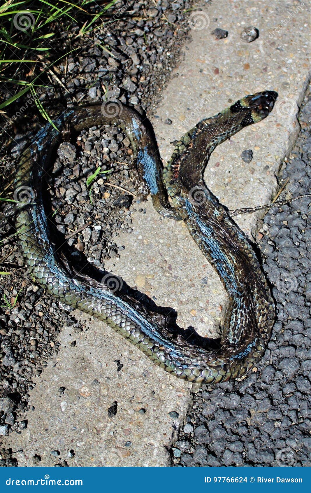 Dead Snake Royalty-Free Stock Image | CartoonDealer.com #160410580