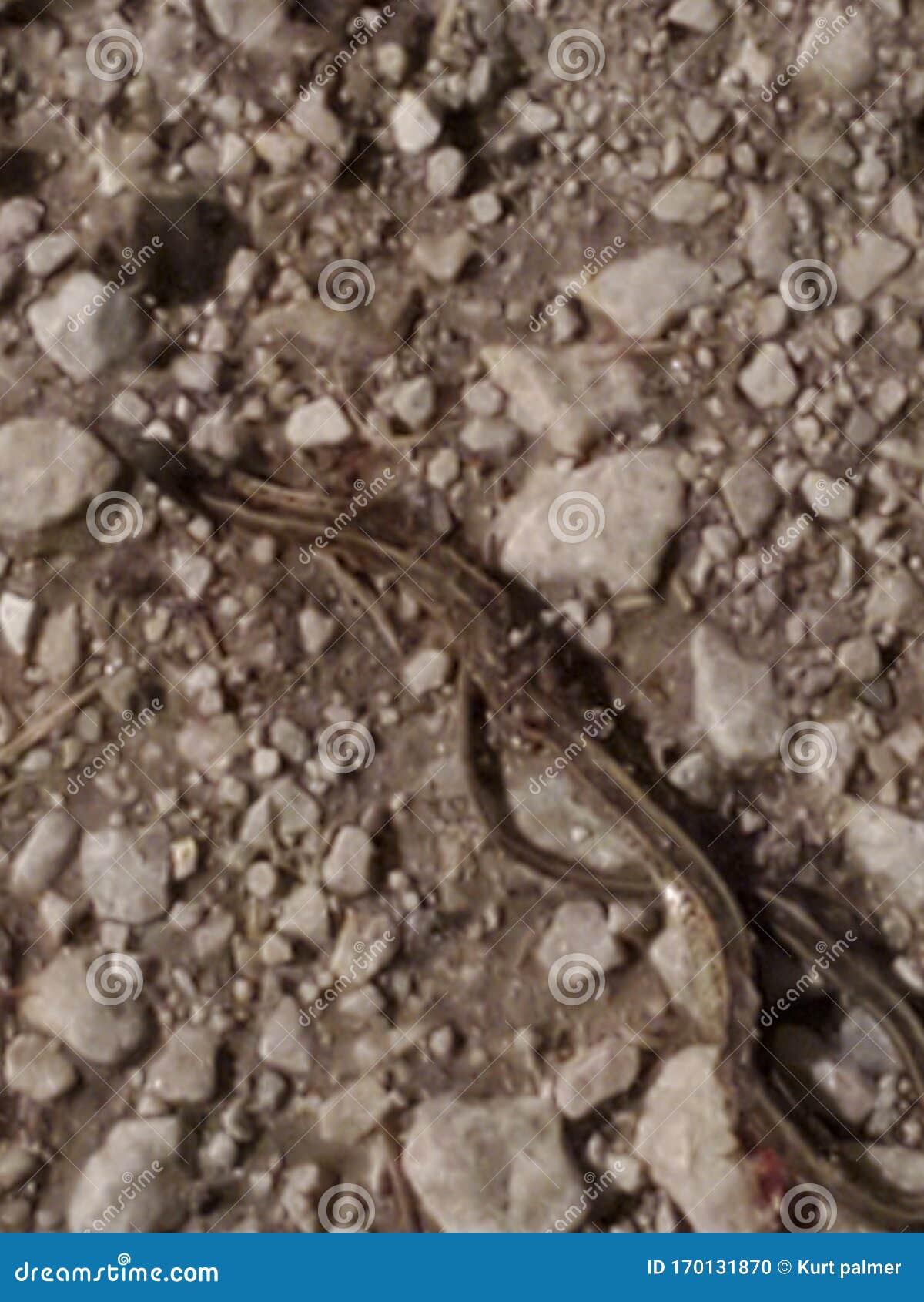 Dead Snake Gardner Stock Photos - Free & Royalty-Free Stock Photos from ...