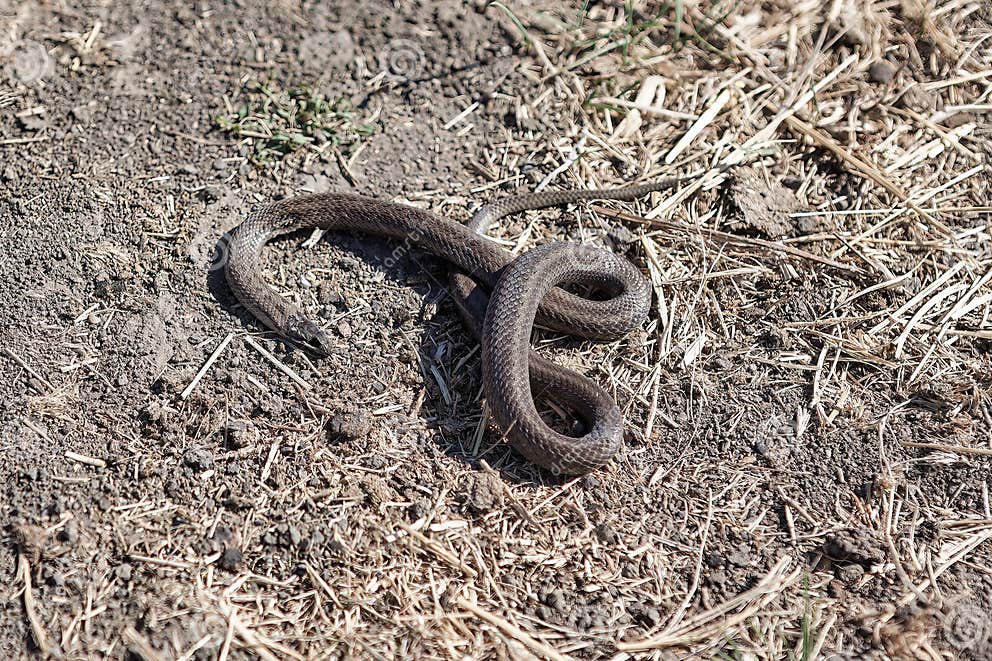 Dead snake on the ground stock image. Image of grass - 285442859