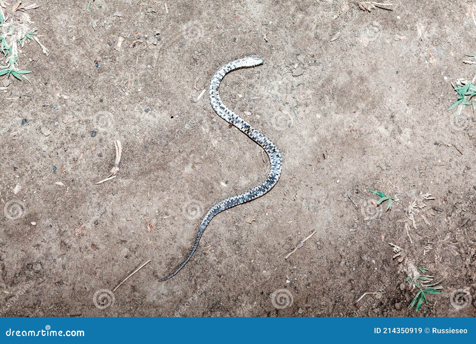 Dead snake on the ground stock image. Image of venomous - 214350919