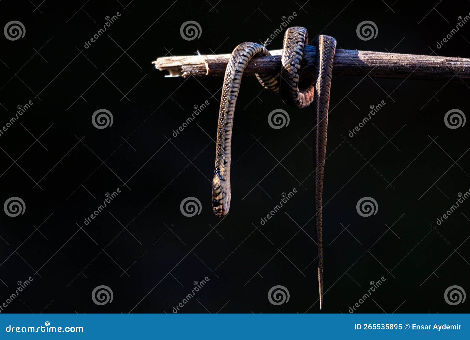 A Dead Snake Hanging from a Tree Branch Stock Image - Image of prey ...