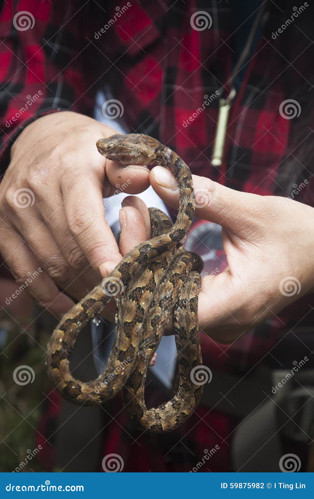 A dead snake stock photo. Image of hike, snake, hand - 59875982