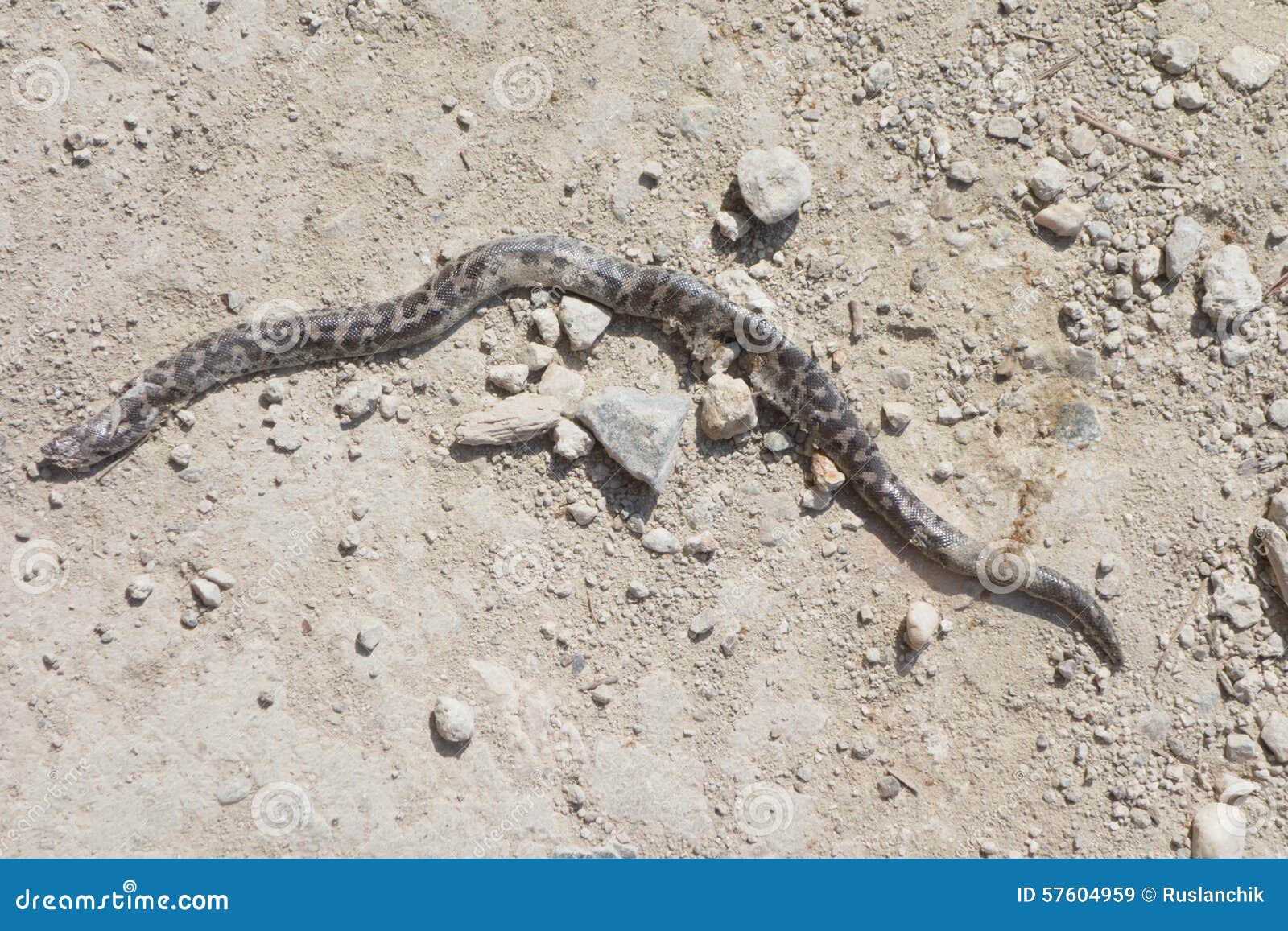 Dead Snake Royalty-Free Stock Image | CartoonDealer.com #160410580