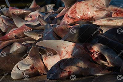 Dead snapper sharks stock photo. Image of finning, gansbaai - 21634222