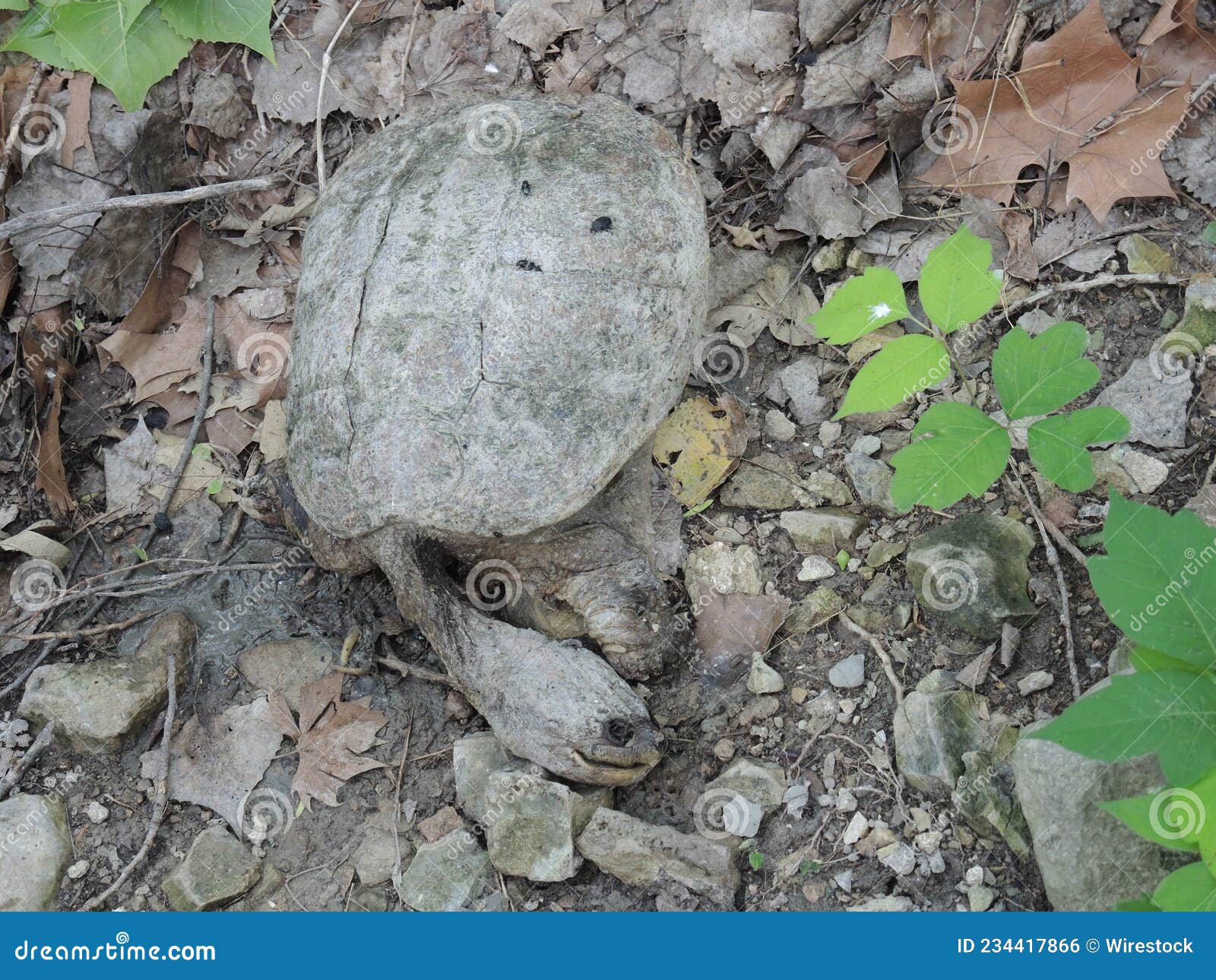 Dead Snapping Turtle on the River Bank, Kansas, USA Stock Photo - Image ...