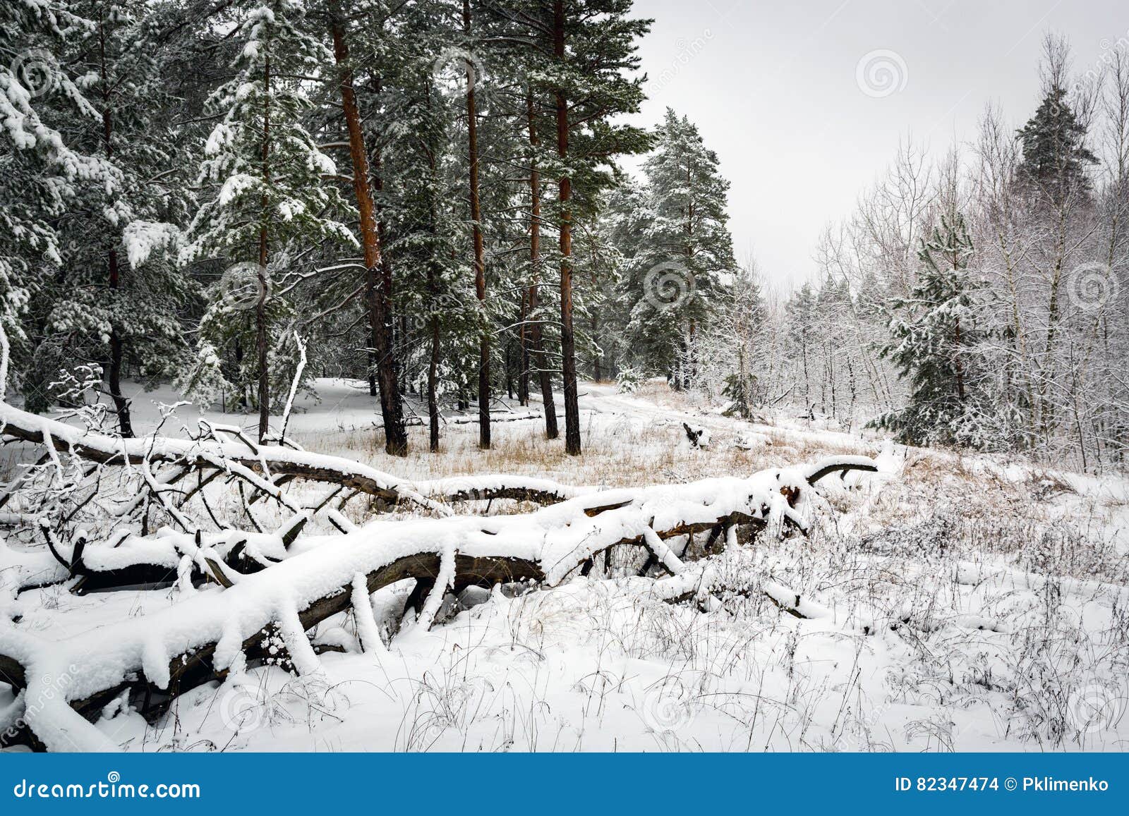Dead Snow-covered Tree in Pine Forest Stock Photo - Image of meadow ...