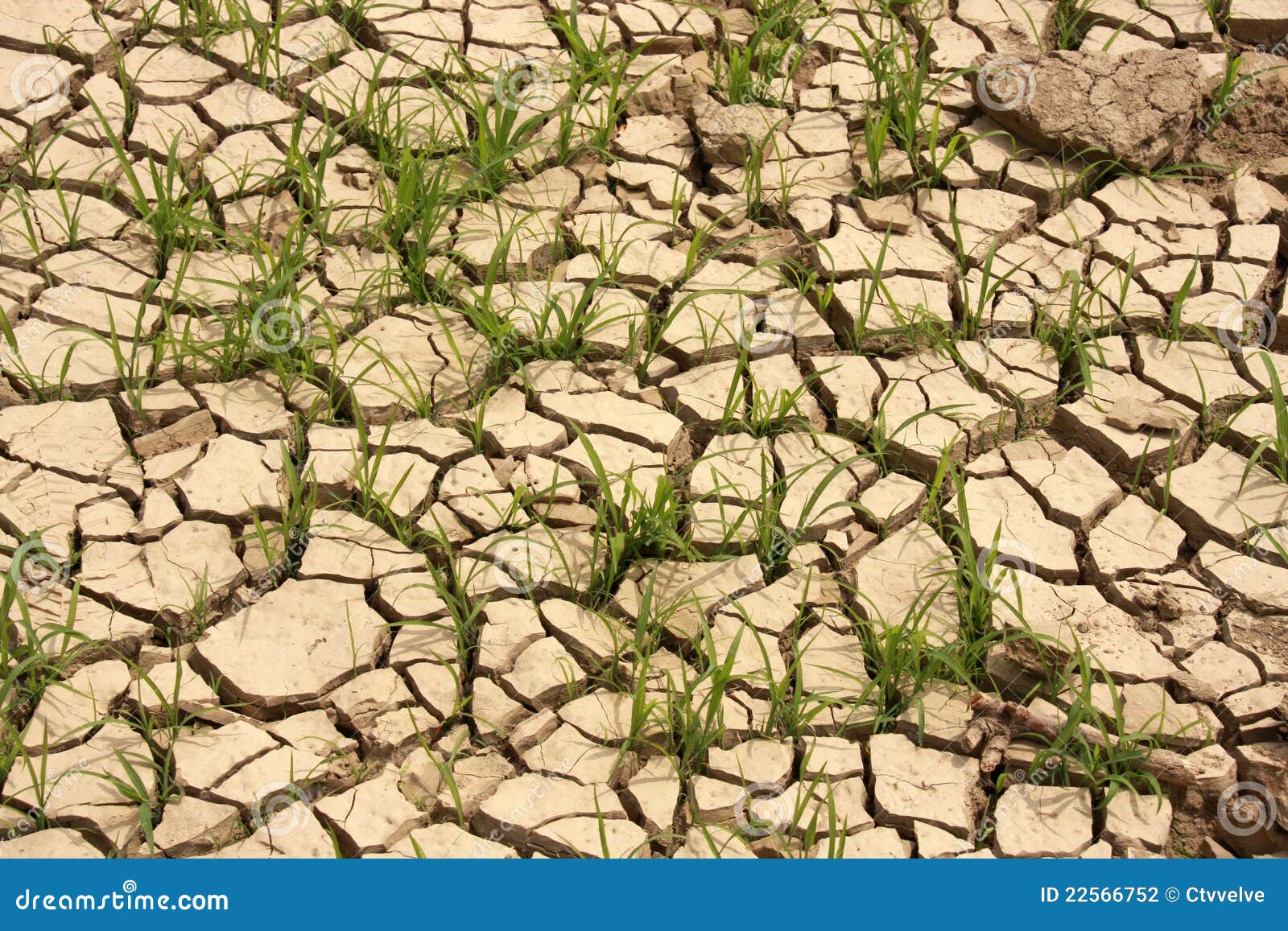 Dead soil stock photo. Image of clay, dust, dryness, flower - 22566752