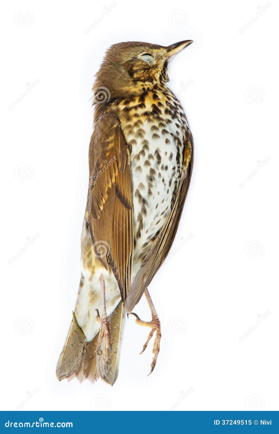 Dead Song Thrush Bird Photos - Free & Royalty-Free Stock Photos from ...