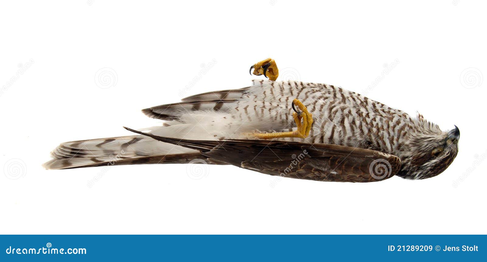 Dead sparrow hawk stock image. Image of food, isolated - 21289209