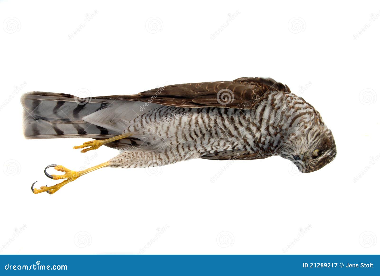 Dead sparrow hawk stock image. Image of brown, feather - 21289217