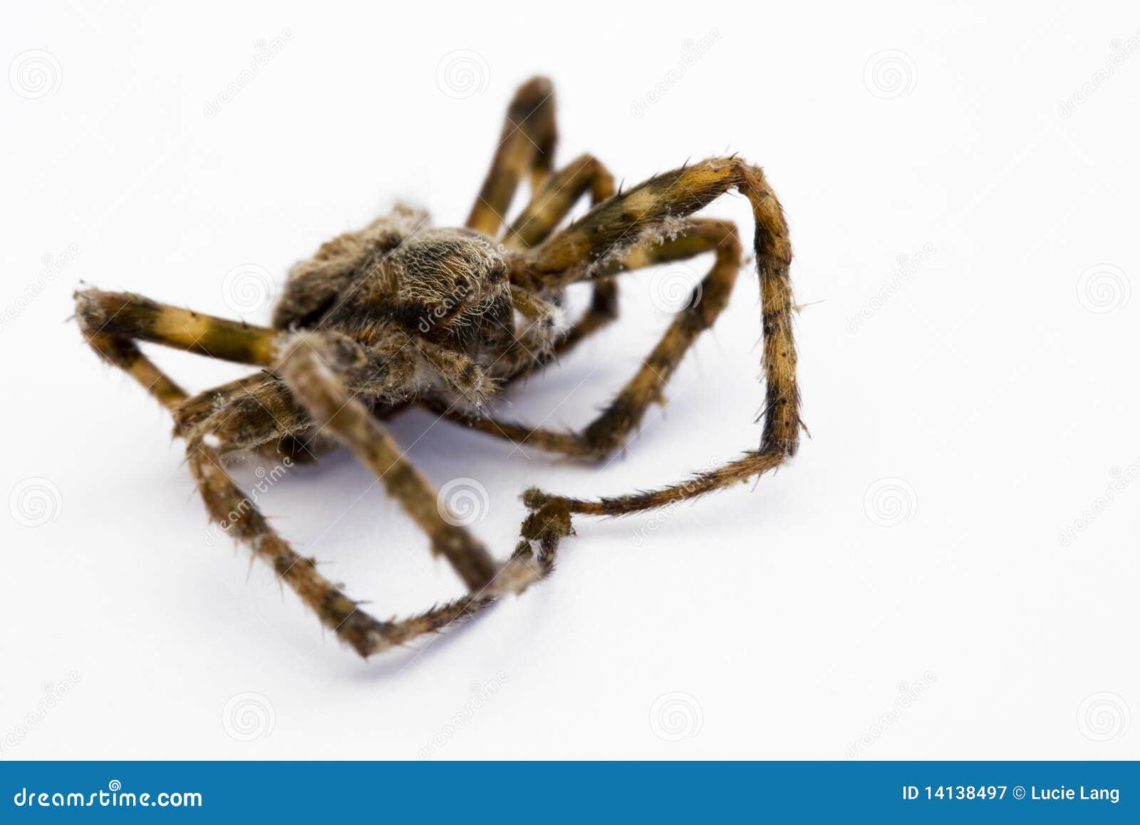 Dead spider stock image. Image of arachnid, invertebrate - 14138497