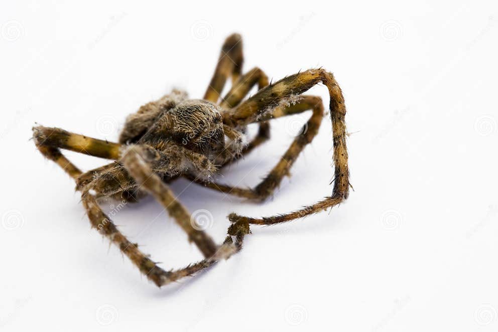 Dead spider stock image. Image of arachnid, invertebrate - 14138497