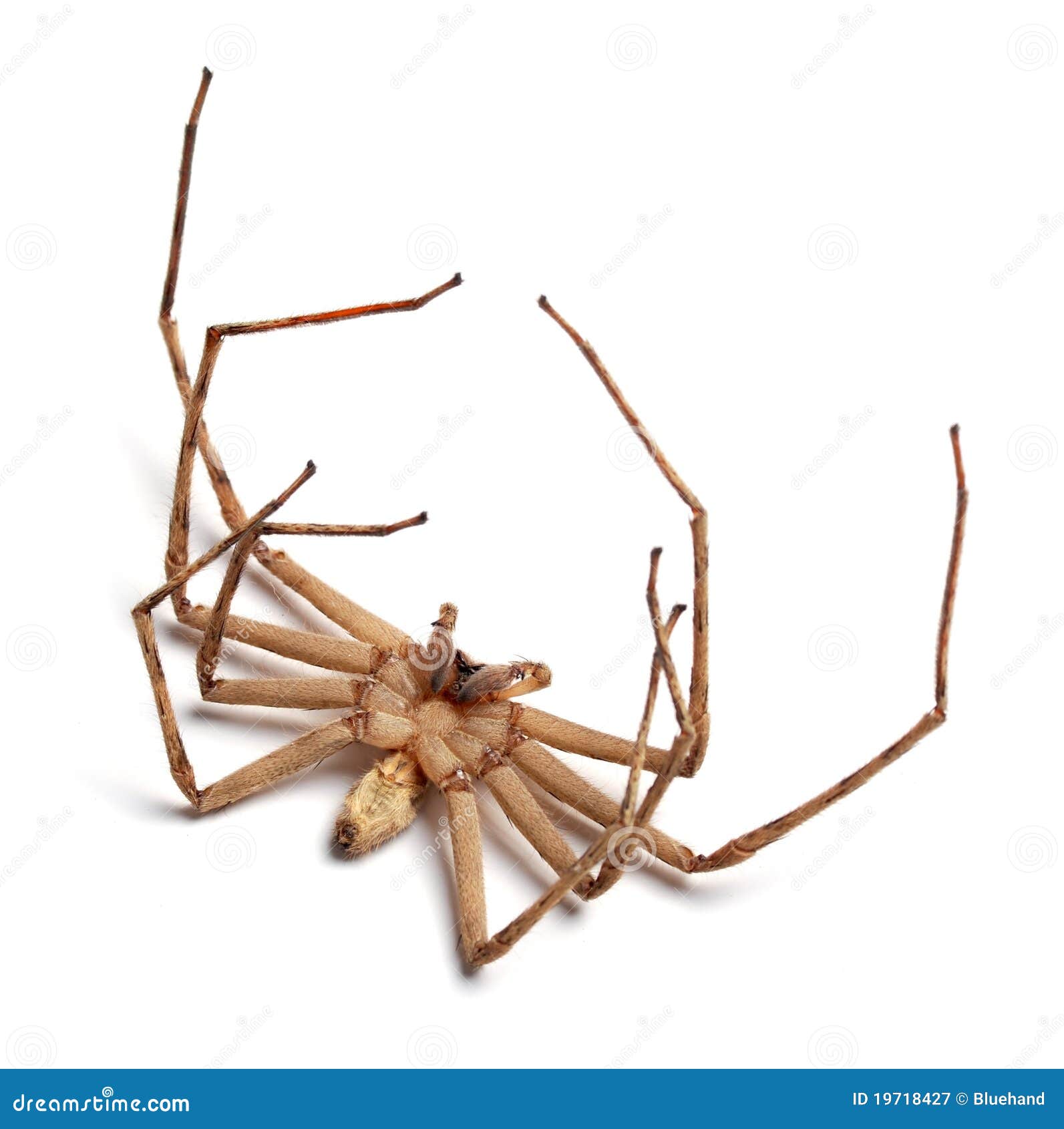 Dead spider stock image. Image of fatal, dead, scary - 19718427