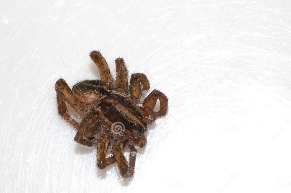 Dead Spider stock photo. Image of furry, weaver, crawling - 39490