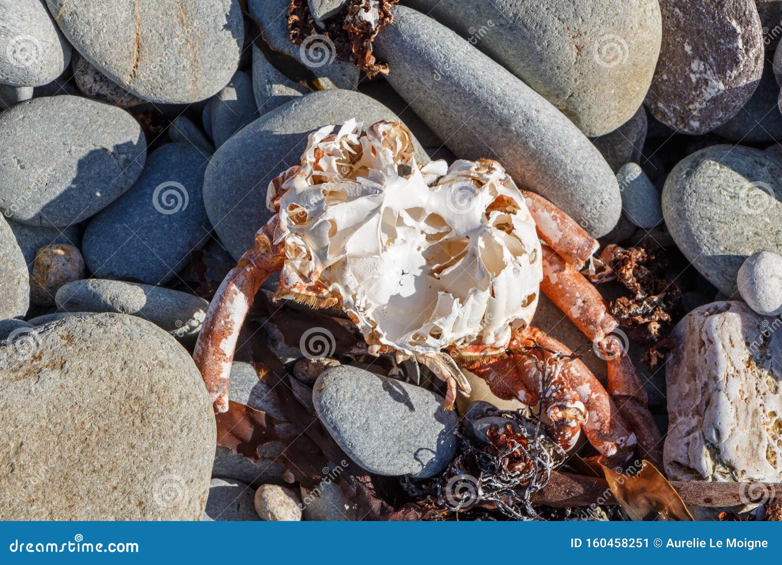 Dead Spider Royalty-Free Stock Photo | CartoonDealer.com #123415281