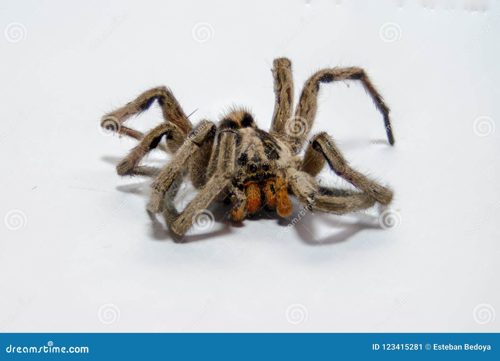 Dead Spider Royalty-Free Stock Photo | CartoonDealer.com #123415281