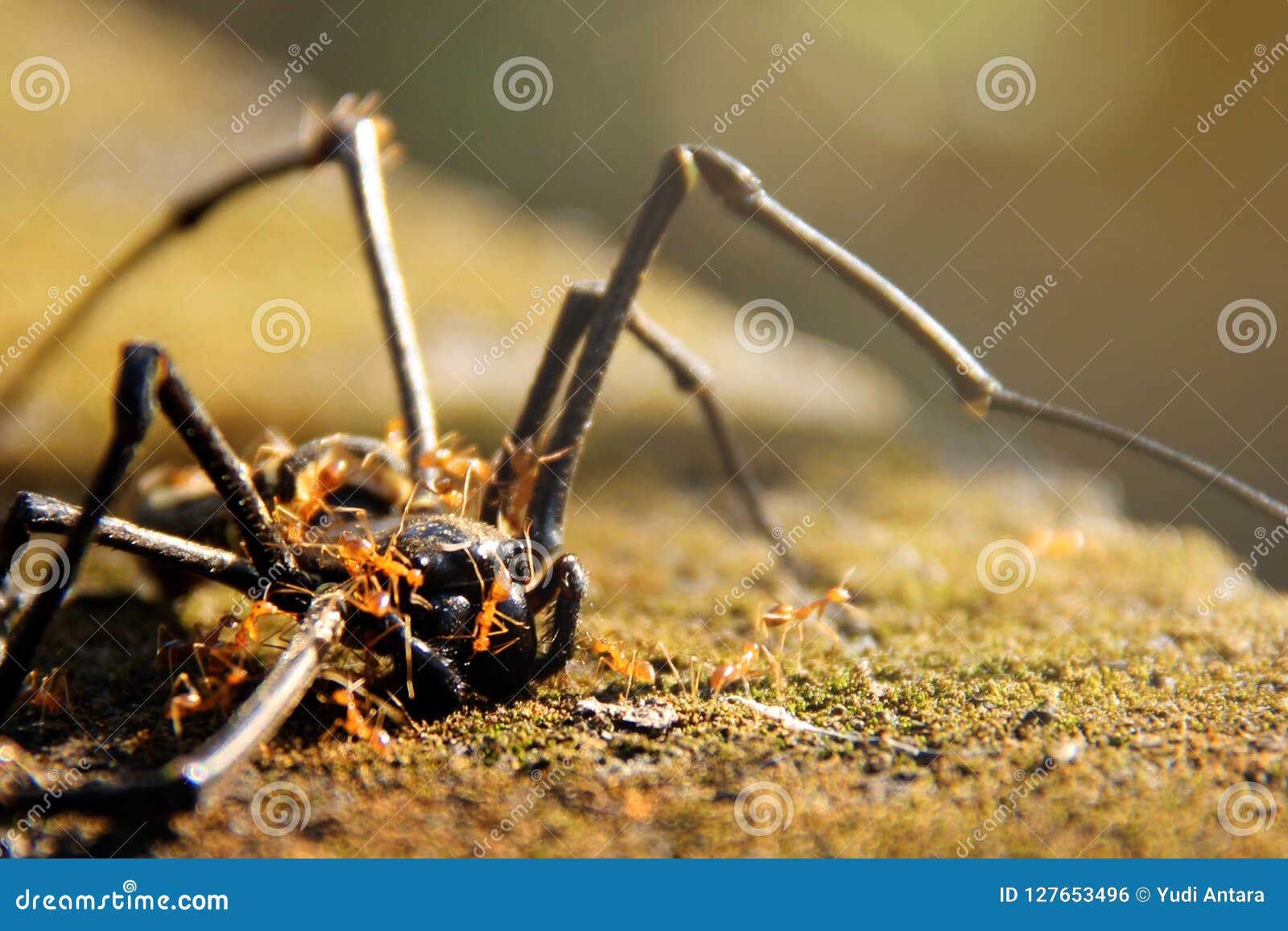 Dead spider stock photo. Image of spider, dead, kills - 127653496