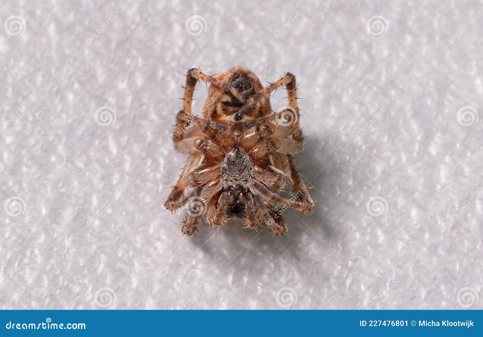 Dead Spider Royalty-Free Stock Image | CartoonDealer.com #127653496