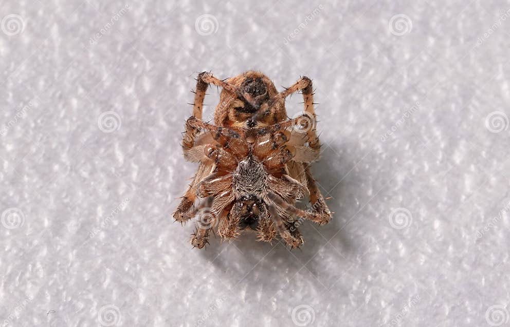 Dead spider isolated stock image. Image of detail, wild - 227476801