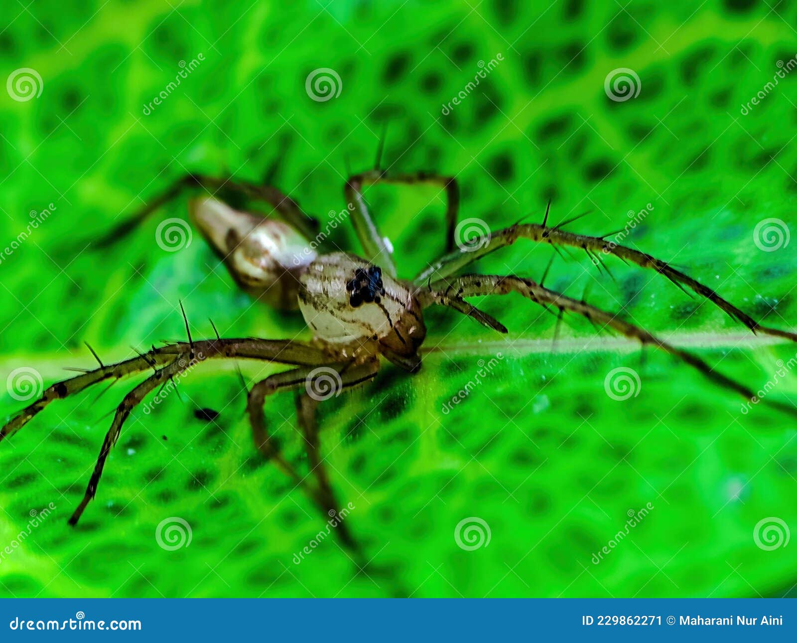 A dead spider on a leaf stock image. Image of hairless - 229862271