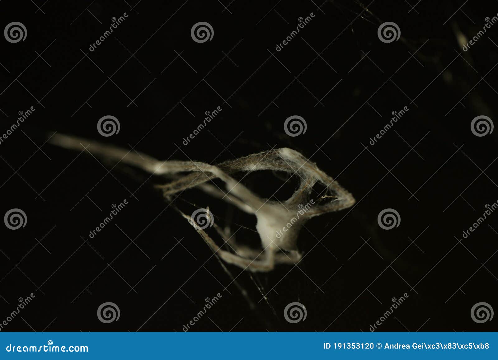 Dead Spider Royalty-Free Stock Photo | CartoonDealer.com #123415281