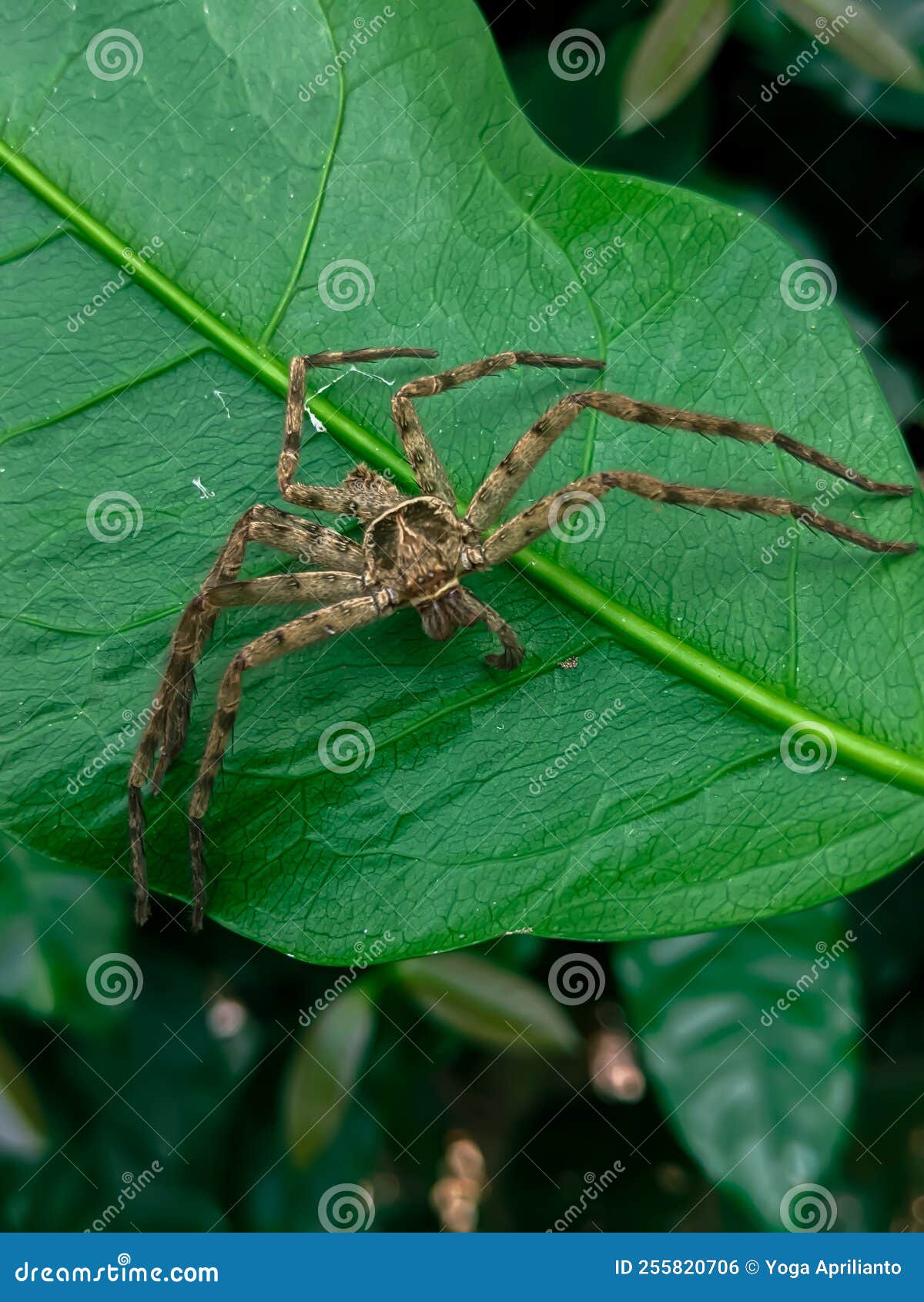 Dead Spider Royalty-Free Stock Image | CartoonDealer.com #127653496