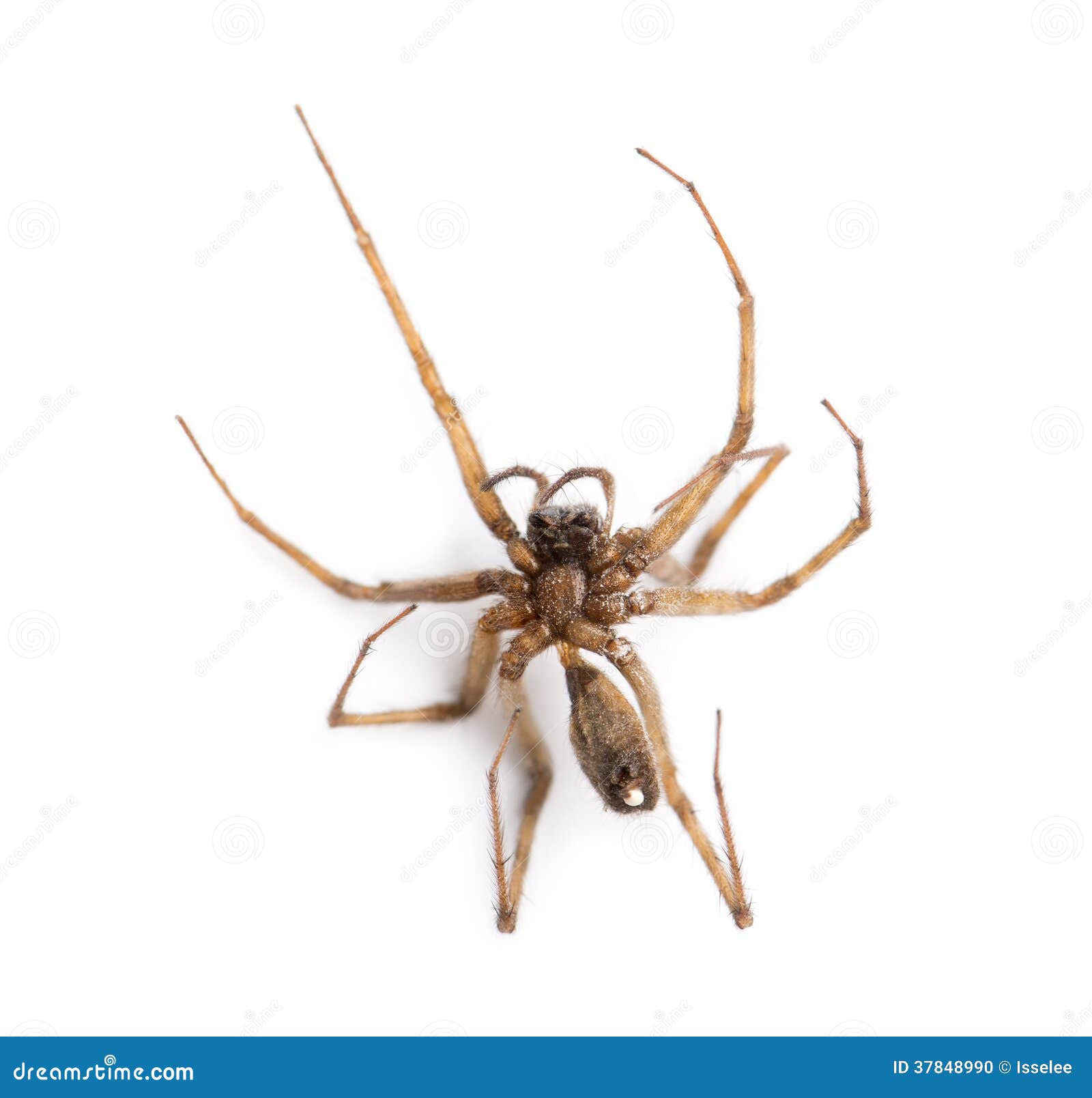 Dead Spider Viewed From Below, Araneidae, Isolated Stock Photo - Image ...