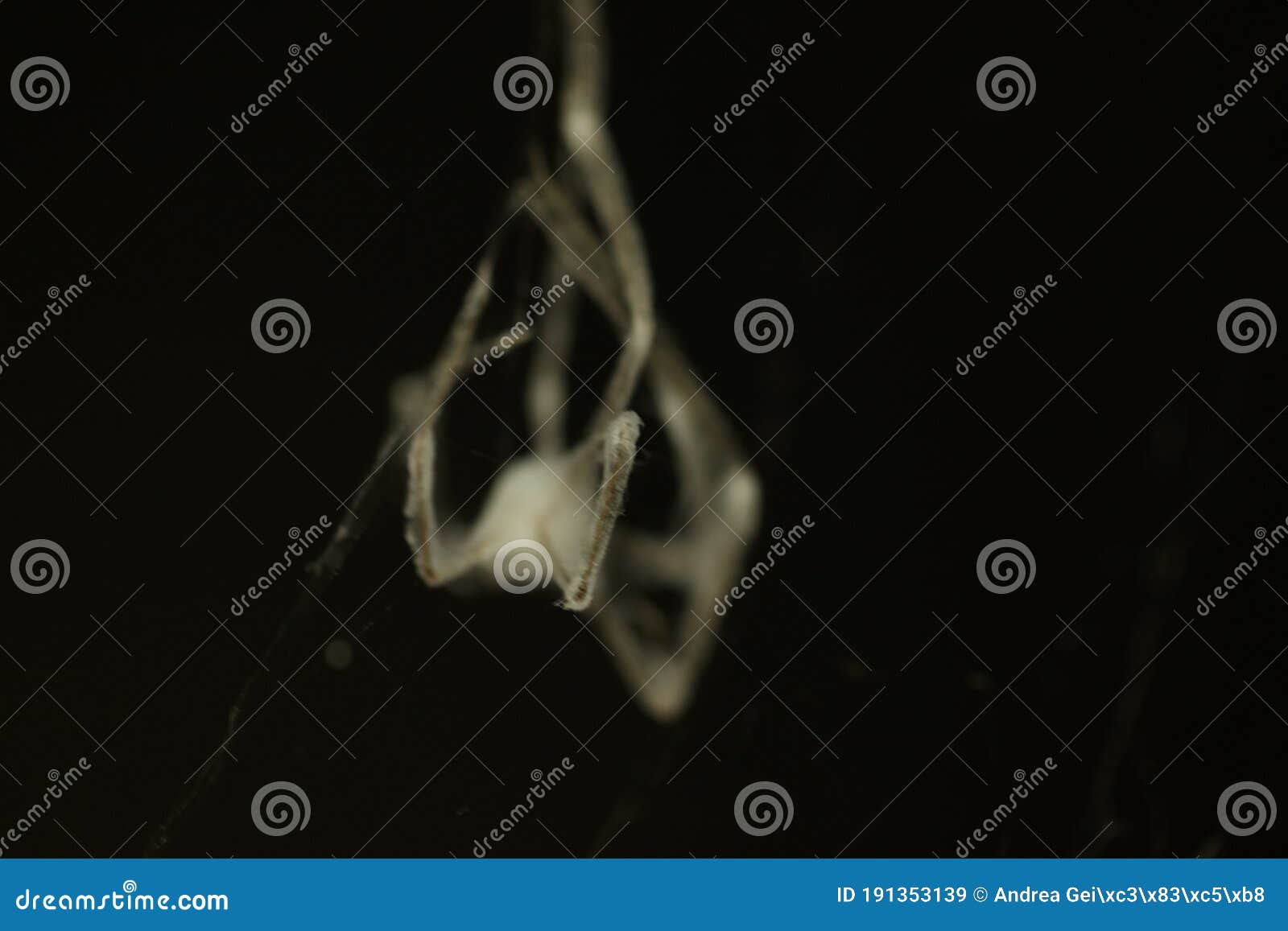 Dead Spider in a Spider Web Stock Image - Image of cobweb, dead: 191353139