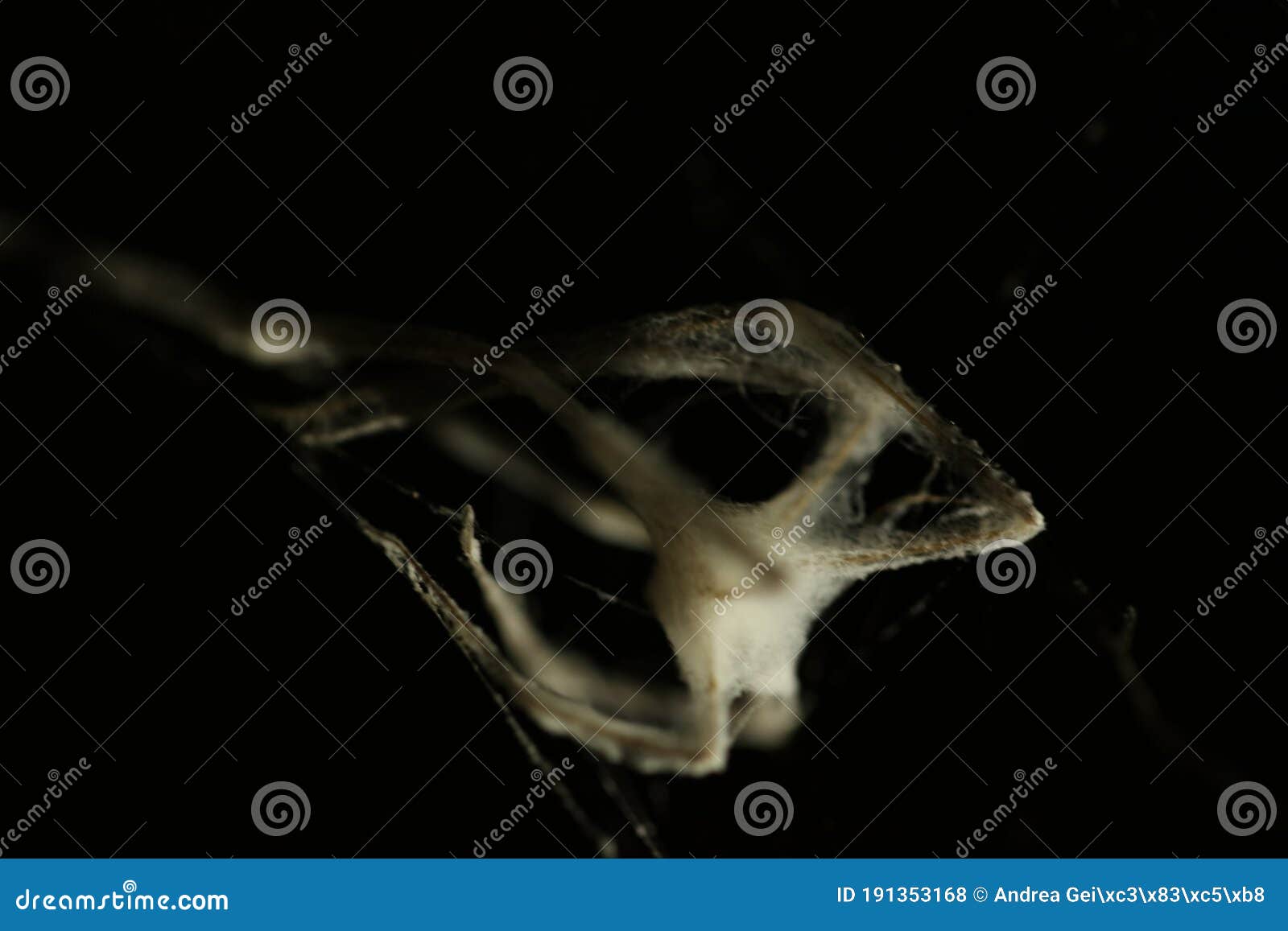 Dead Spider Royalty-Free Stock Photo | CartoonDealer.com #123415281