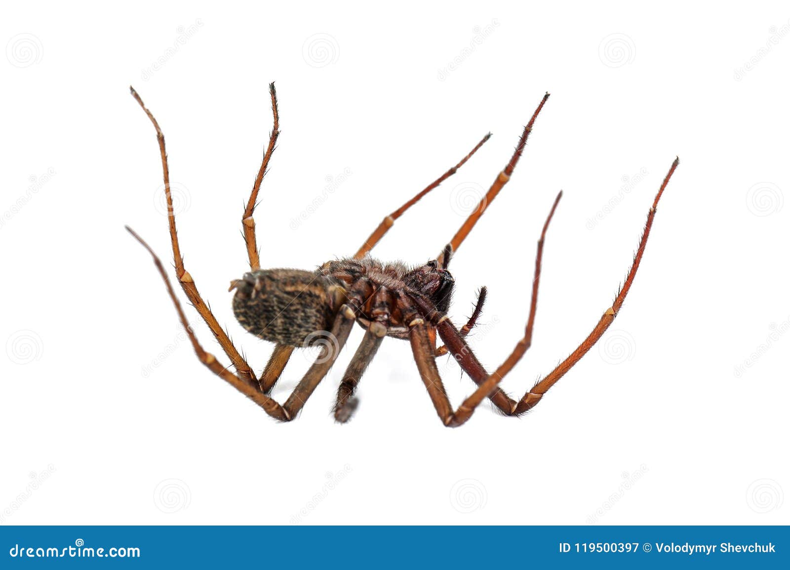 Dead spider on white stock image. Image of insects, abdomen - 119500397
