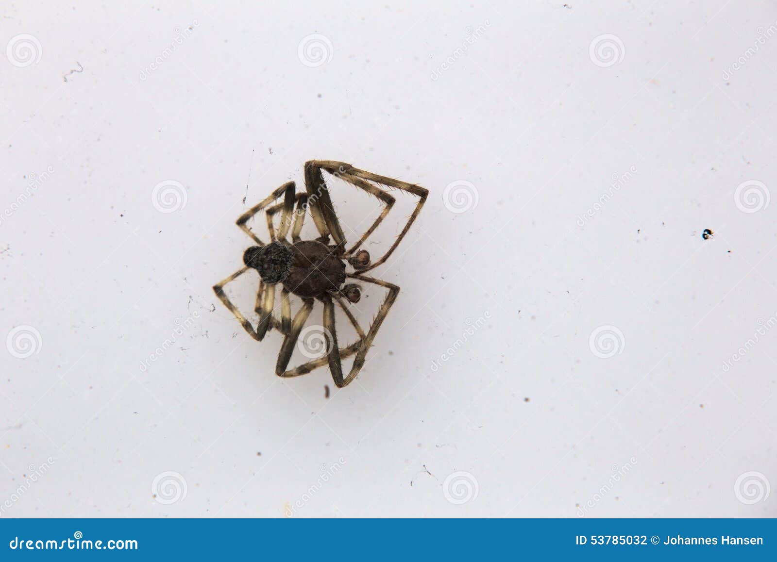 Dead Spider on White stock photo. Image of closeup, insect - 53785032