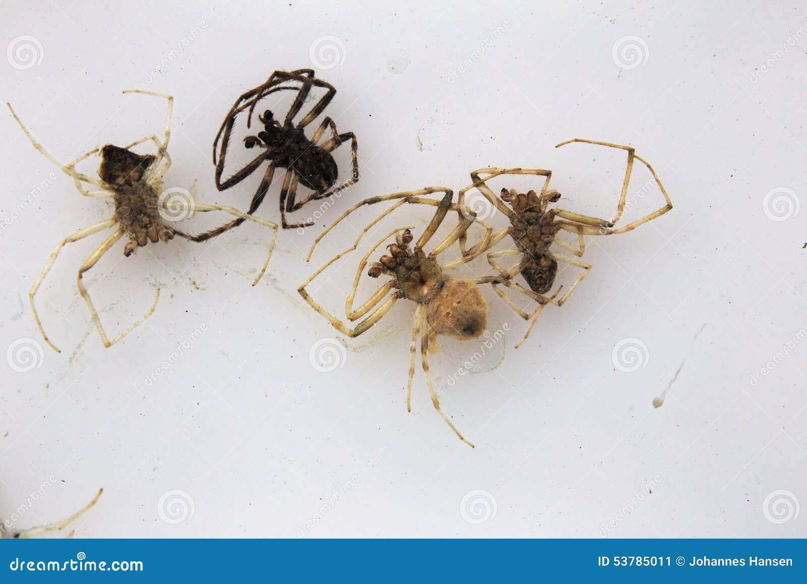 Dead Spiders on White stock image. Image of closeup, macro - 53785011